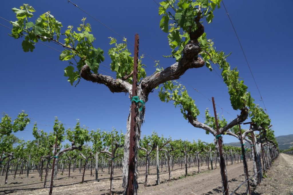 Paradigm Winery - The Napa Wine Project