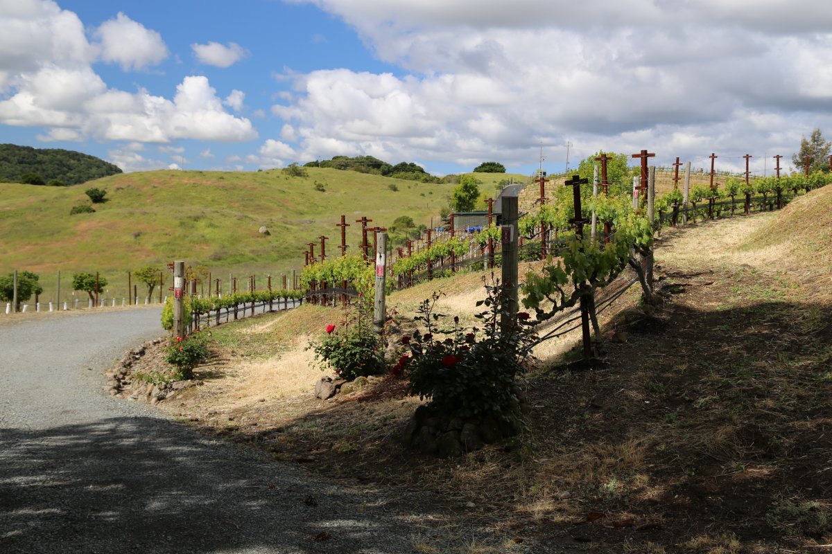 Porter Family Vineyards - The Napa Wine Project