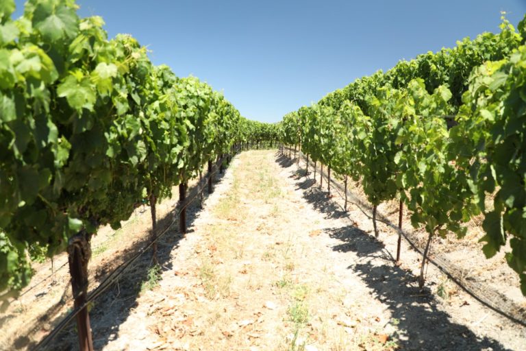 Porter Family Vineyards - The Napa Wine Project