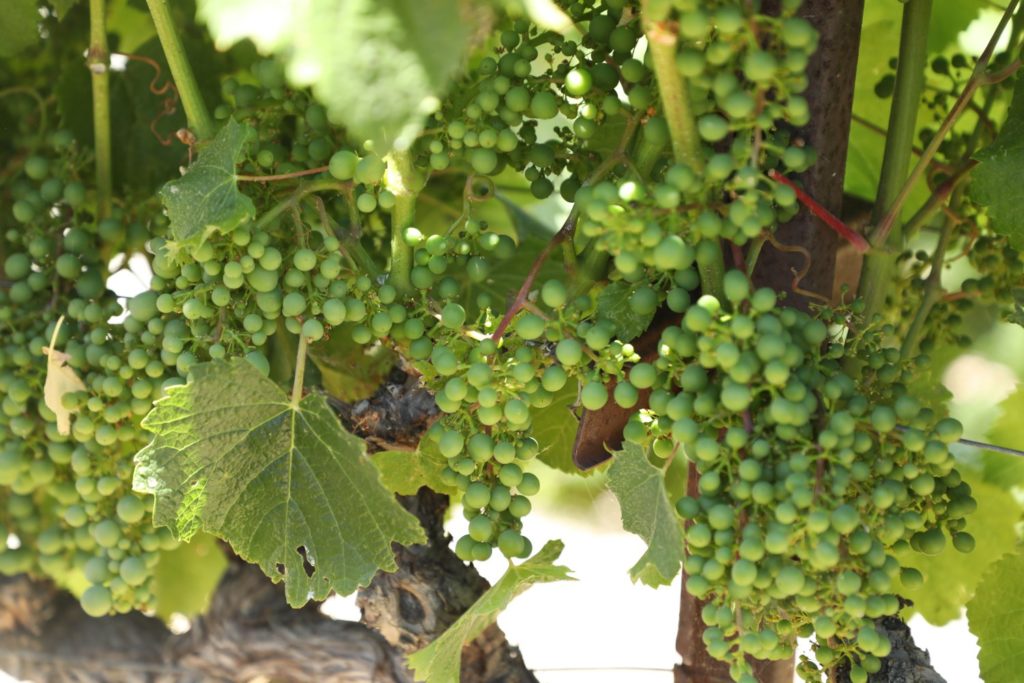 Porter Family Vineyards - The Napa Wine Project