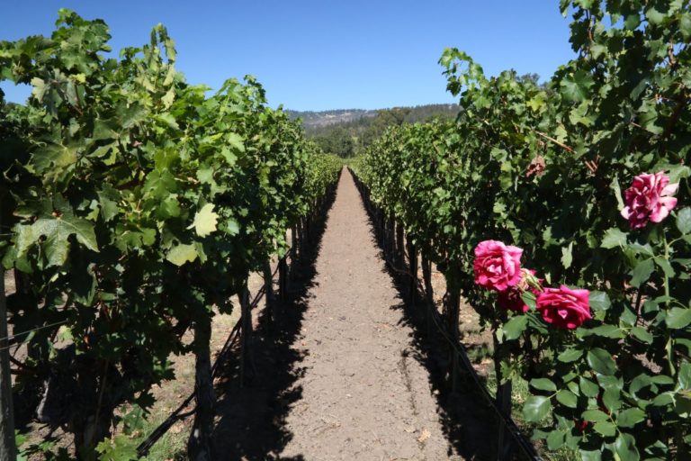 Revana Family Vineyards - The Napa Wine Project