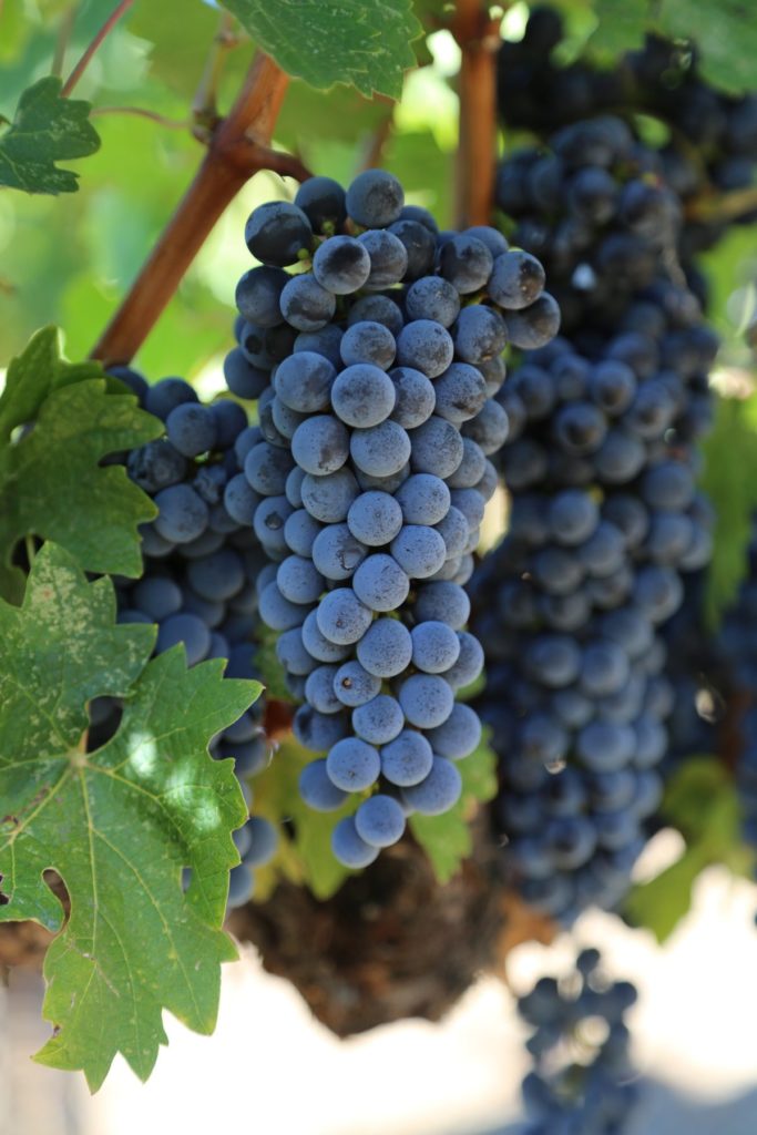 Revana Family Vineyards - The Napa Wine Project