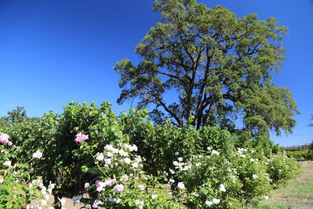 Revana Family Vineyards - The Napa Wine Project