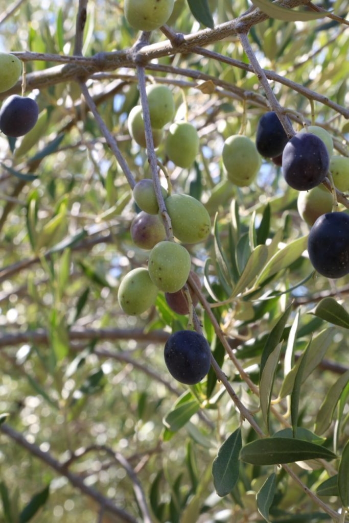 Revana Family Vineyards - The Napa Wine Project