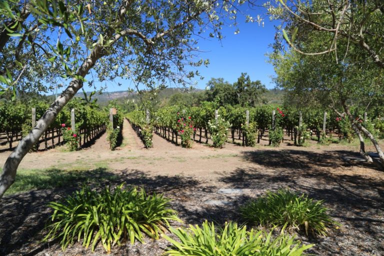 Revana Family Vineyards - The Napa Wine Project