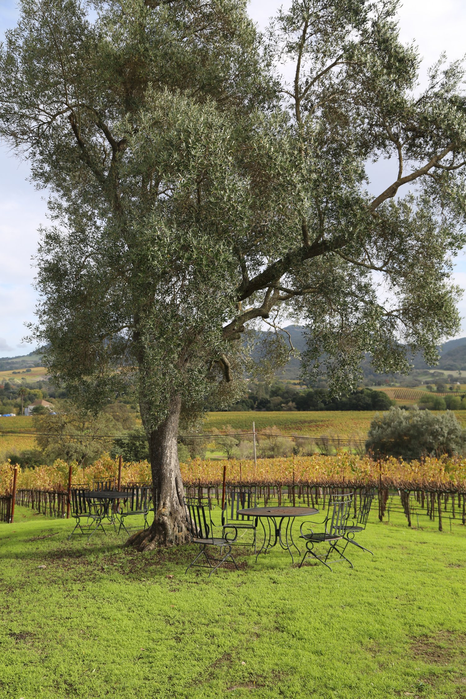 Rocca Family Vineyards - The Napa Wine Project