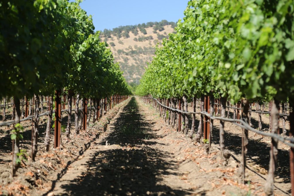 Revana Family Vineyards - The Napa Wine Project