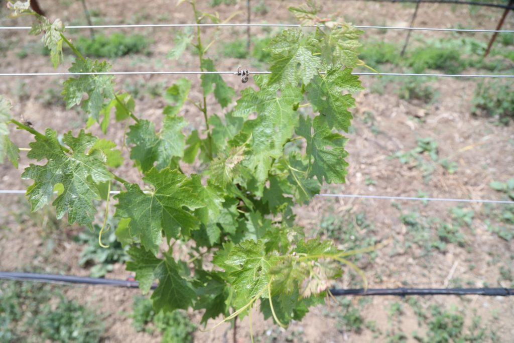 RustRidge Winery - The Napa Wine Project