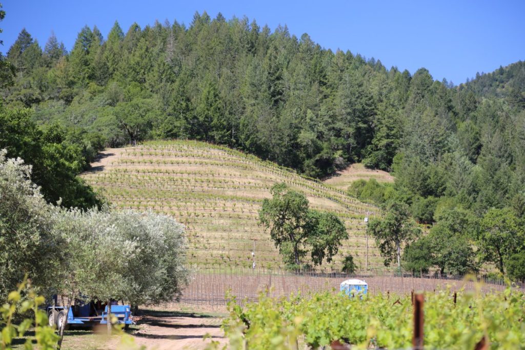 Schlein Vineyard - The Napa Wine Project