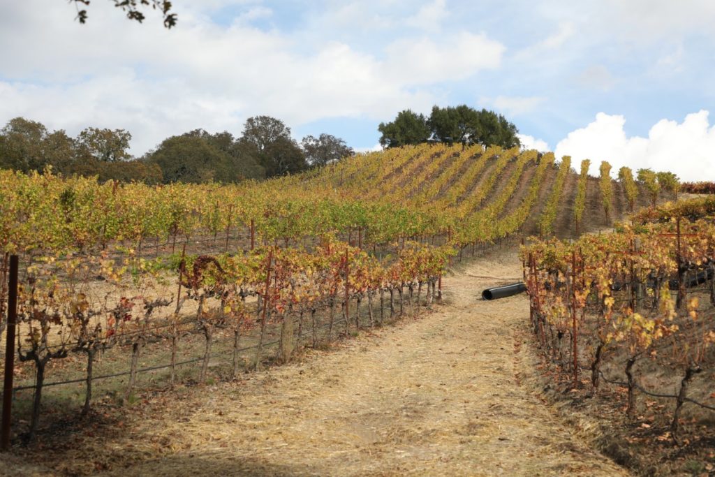 Seavey Vineyard - The Napa Wine Project