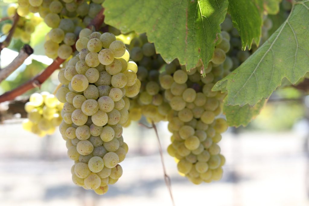 Signorello Estate - The Napa Wine Project