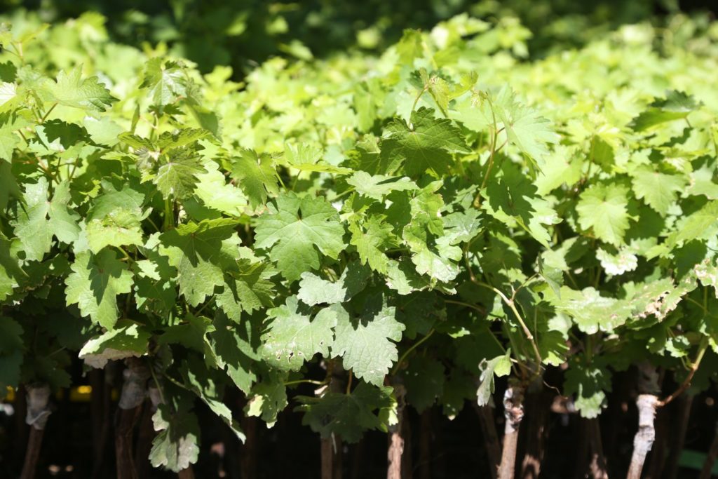 Somerston Estate - The Napa Wine Project