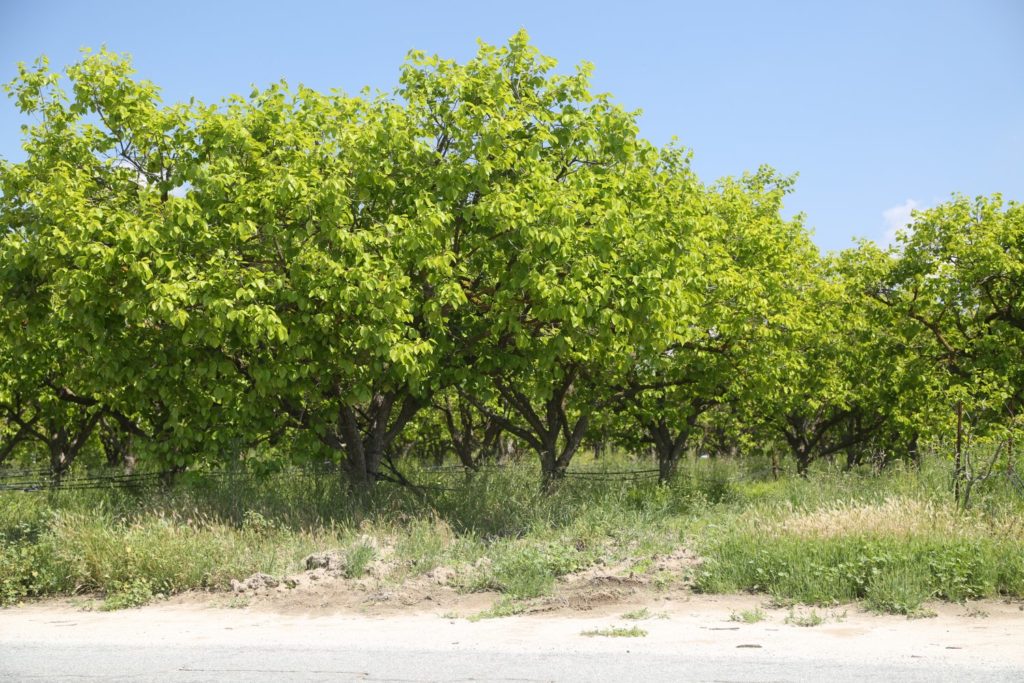 Rutherford Ranch Winery - The Napa Wine Project