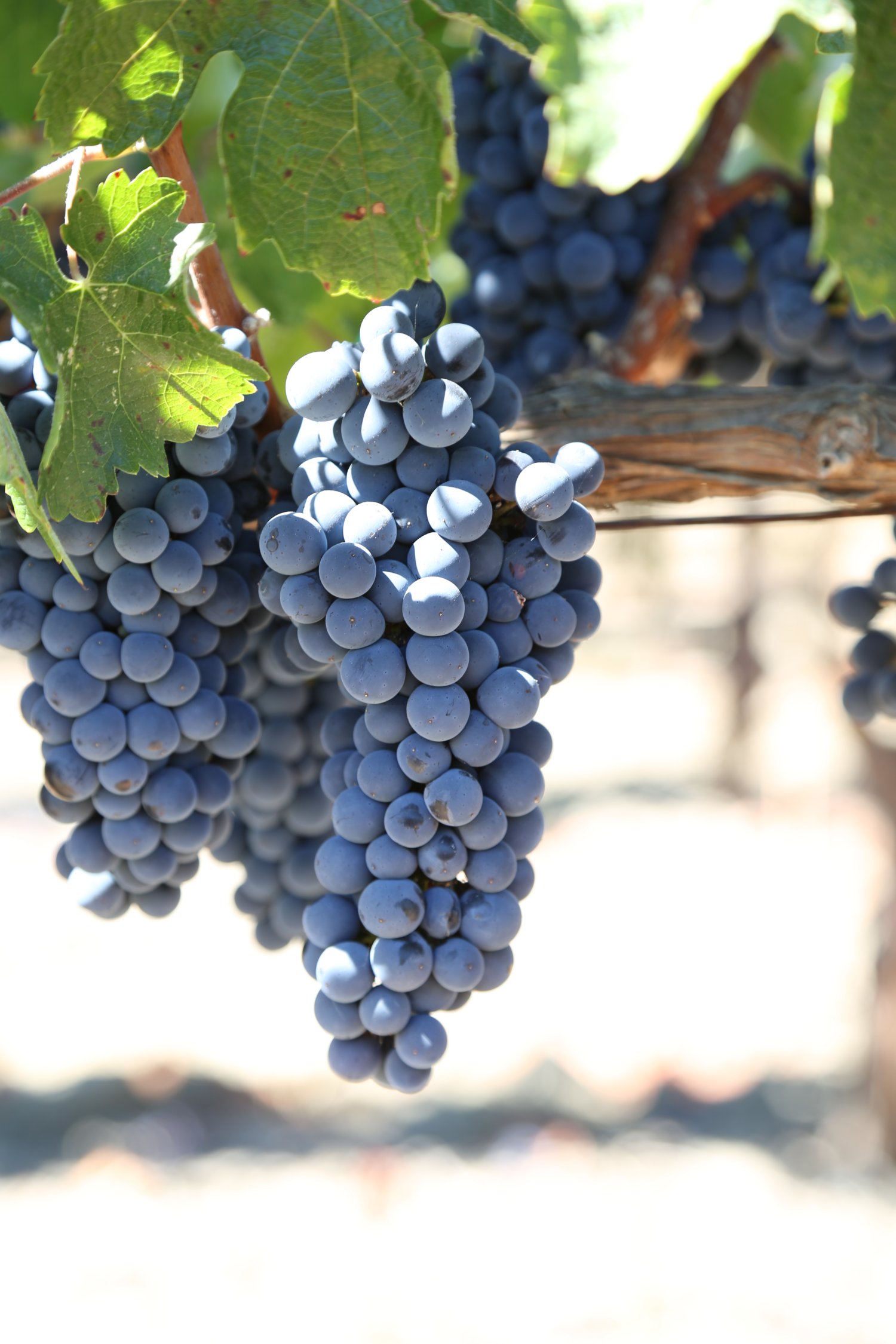 Amulet Estate - The Napa Wine Project