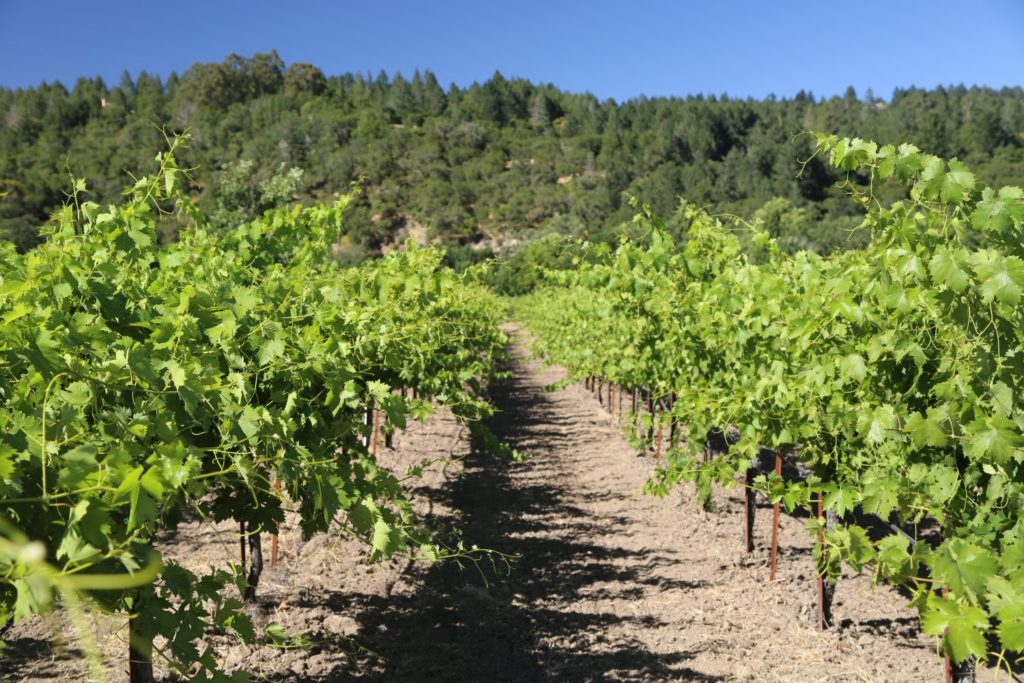Varozza Vineyards - The Napa Wine Project