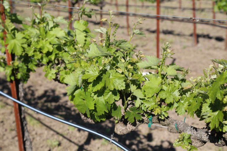 Varozza Vineyards - The Napa Wine Project