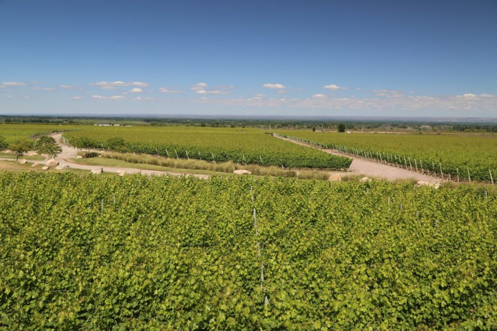 Pavi Wines - The Napa Wine Project