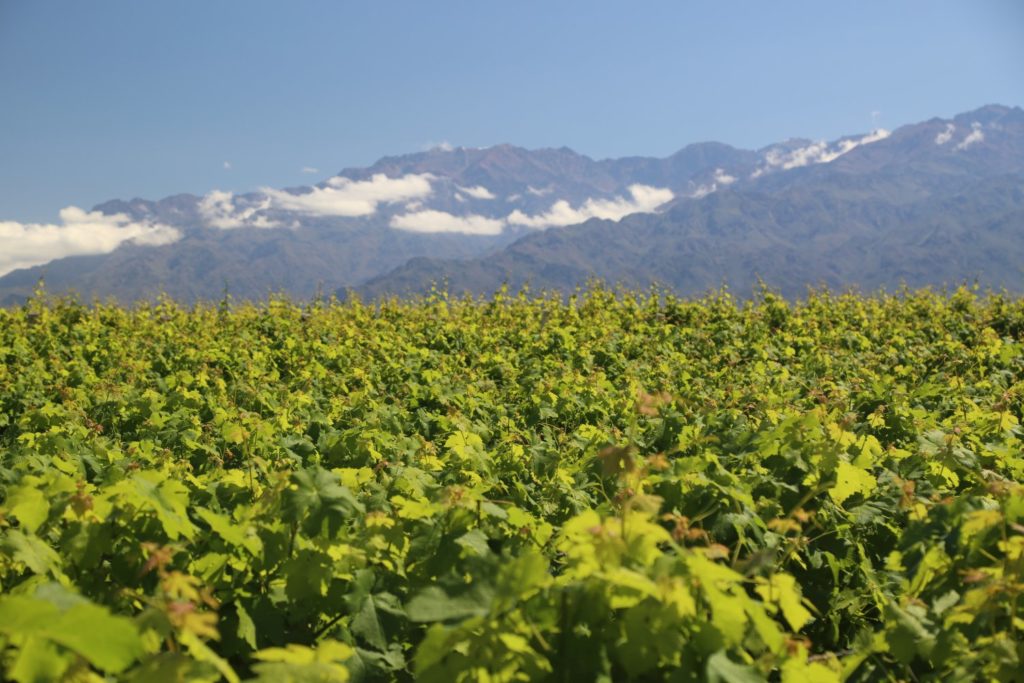Pavi Wines - The Napa Wine Project