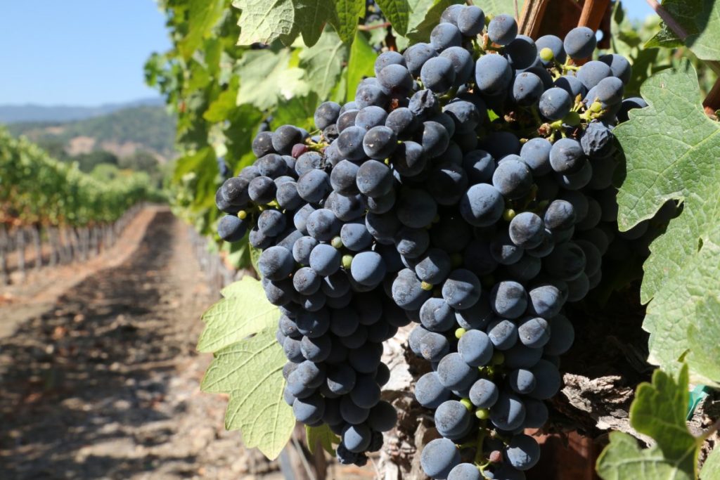 Goosecross Cellars - The Napa Wine Project