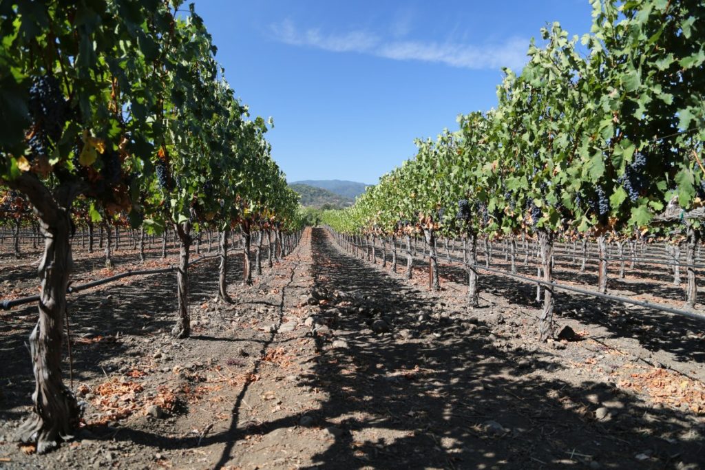 Goosecross Cellars - The Napa Wine Project