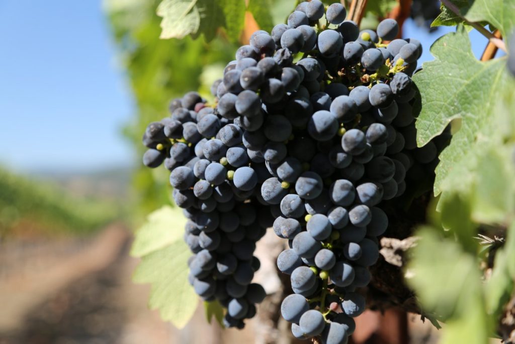 Goosecross Cellars - The Napa Wine Project