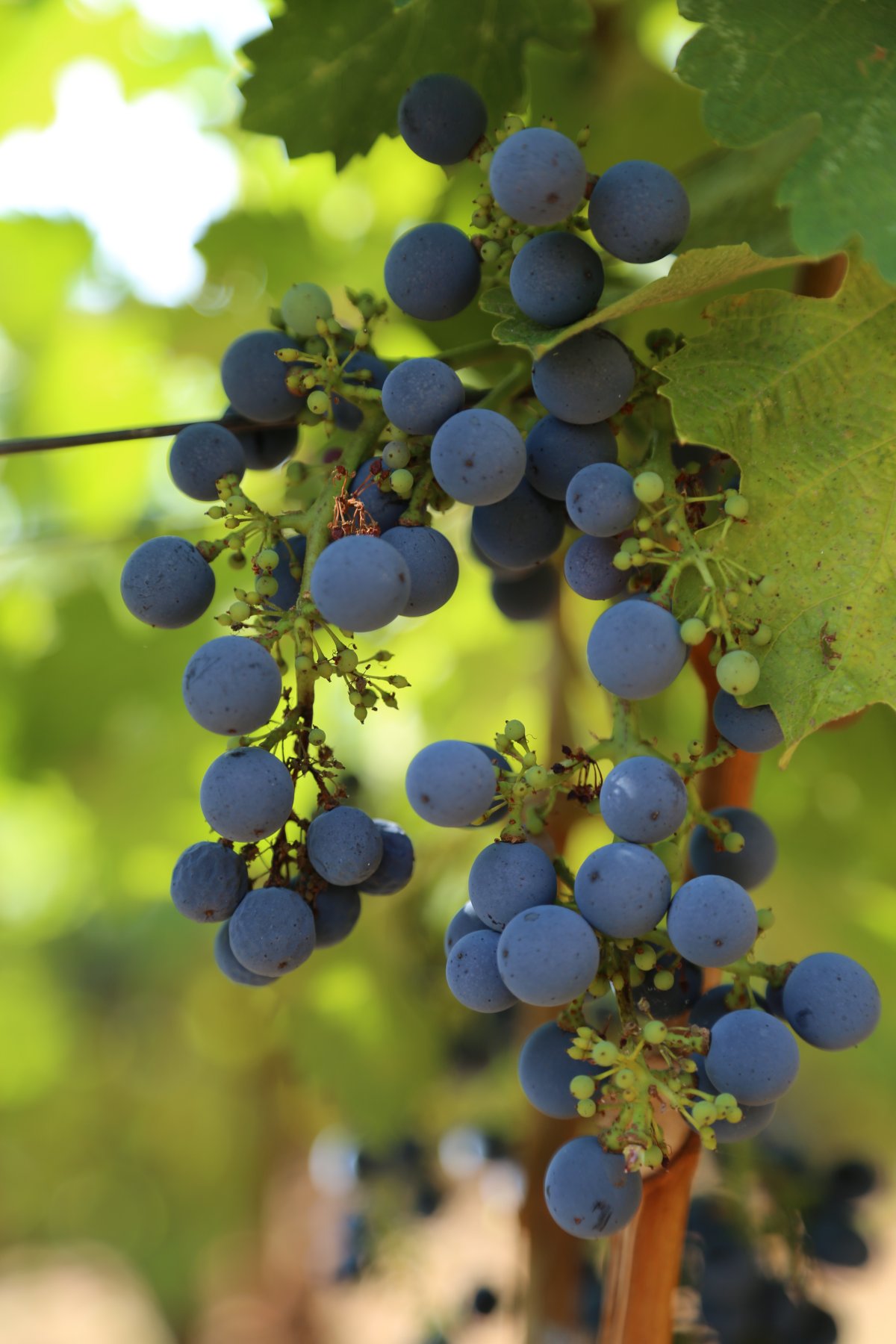 Calafia Cellars - The Napa Wine Project