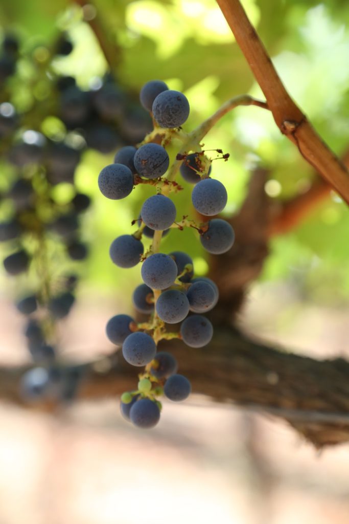 Gridley Family Cellars - The Napa Wine Project