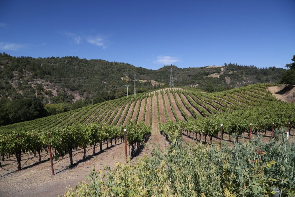 Marston Family Vineyard - The Napa Wine Project