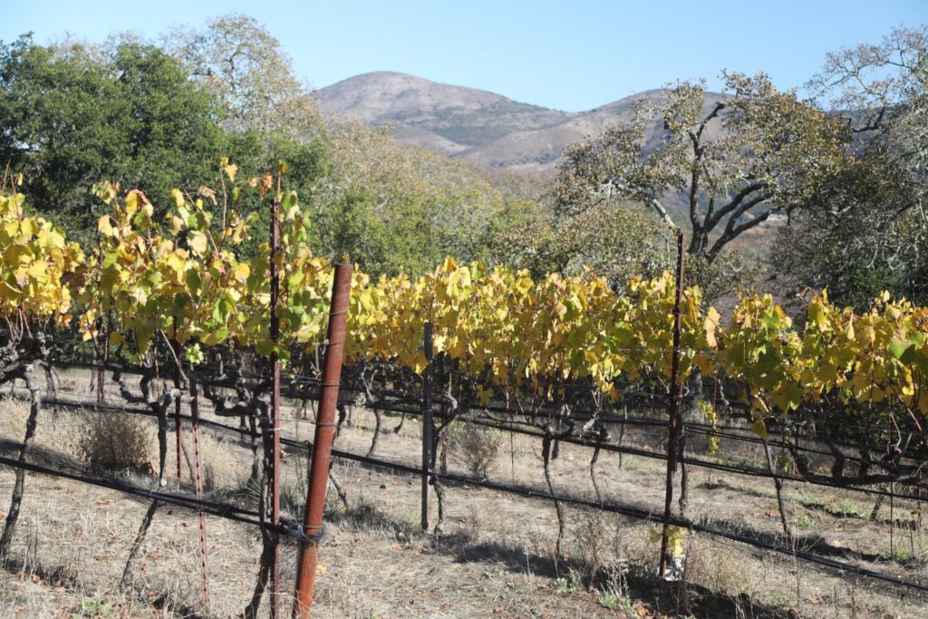 Kongsgaard Wine - The Napa Wine Project