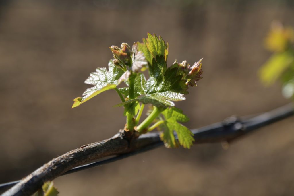 Patel Napa Valley - The Napa Wine Project