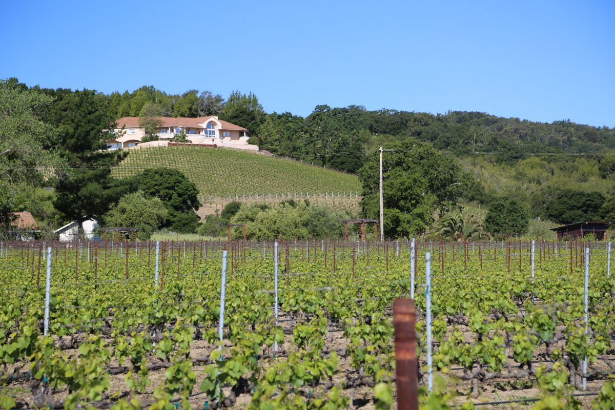 Padis Vineyards - The Napa Wine Project