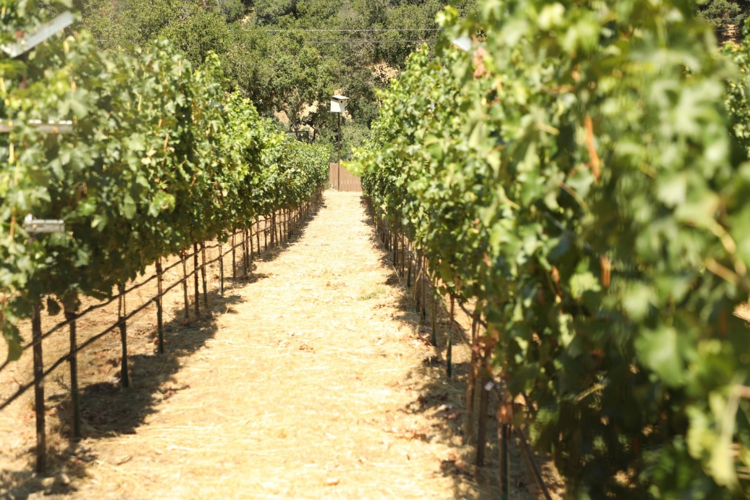 PROMISE Wine - The Napa Wine Project