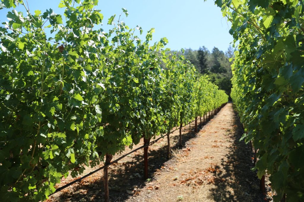 Zakin Estate Wines - The Napa Wine Project
