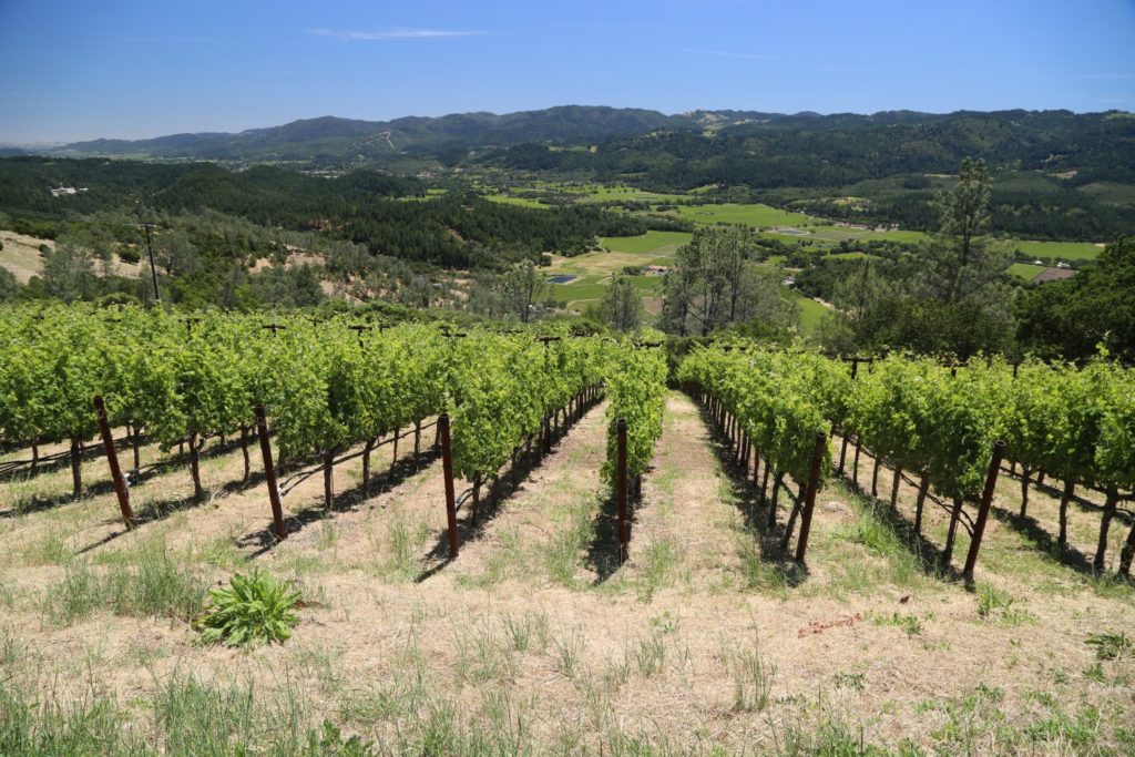 Zakin Estate Wines - The Napa Wine Project