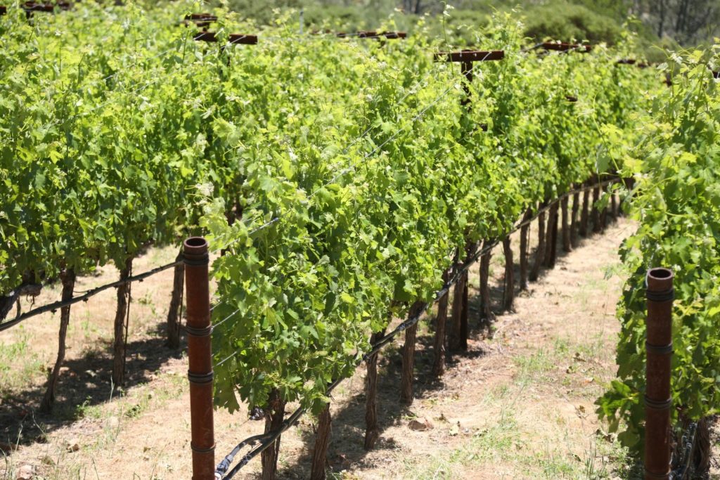 Zakin Estate Wines - The Napa Wine Project