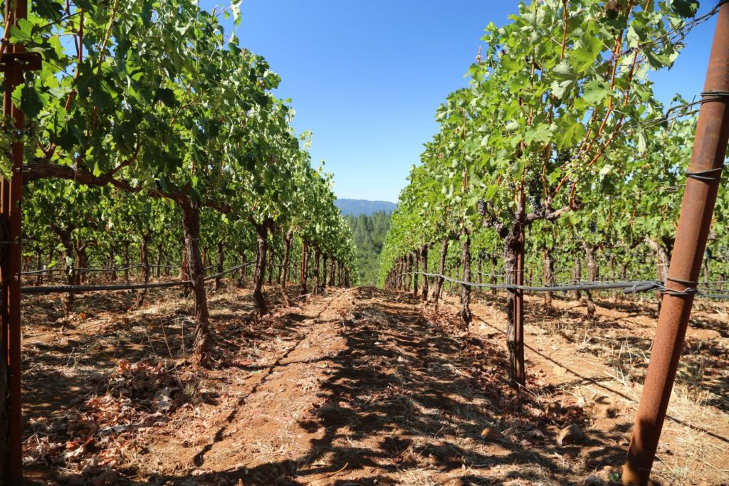 ADAMVS - The Napa Wine Project