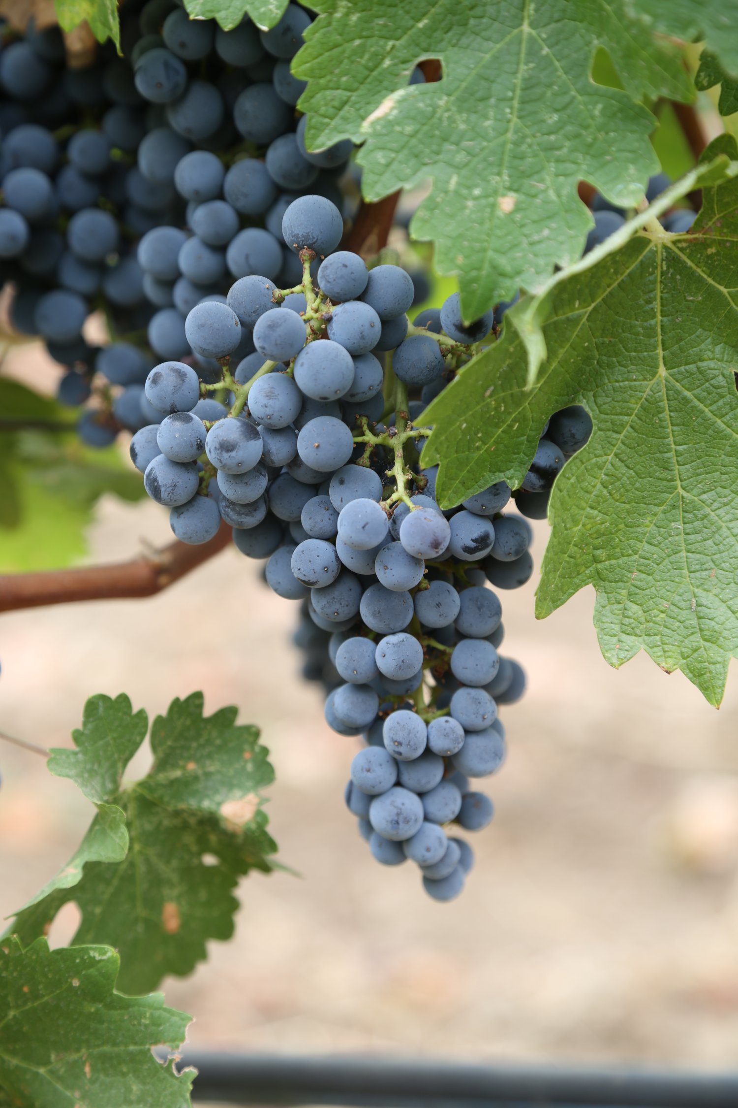 Jean Edwards Cellars - The Napa Wine Project