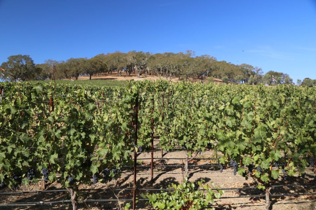 Covert Estate - The Napa Wine Project