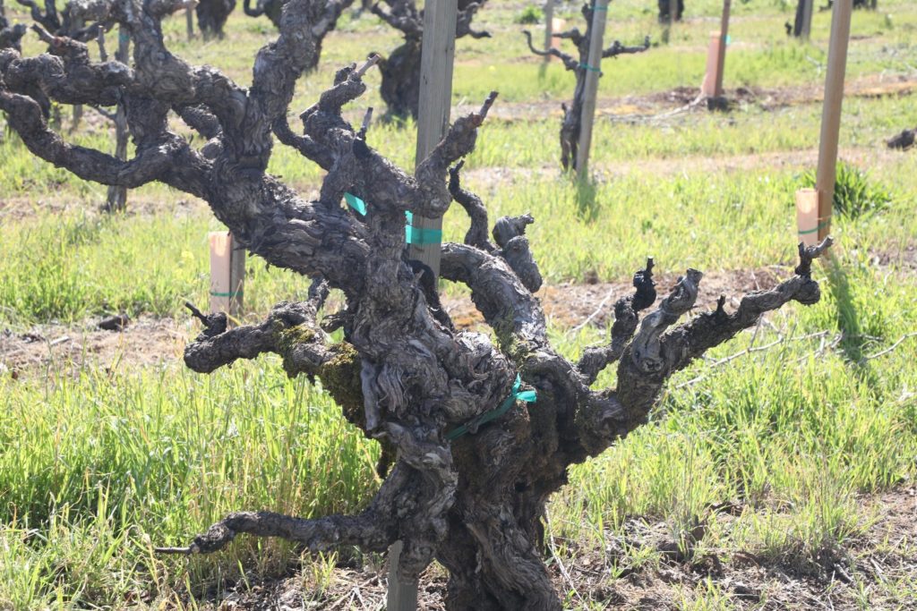 Spire Collection - The Napa Wine Project