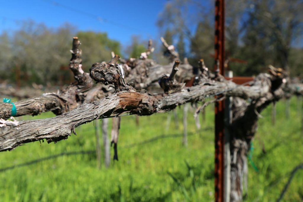 Bragg Vineyards - The Napa Wine Project