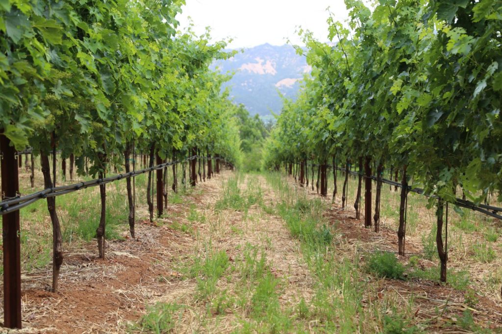 Theorem Vineyards - The Napa Wine Project