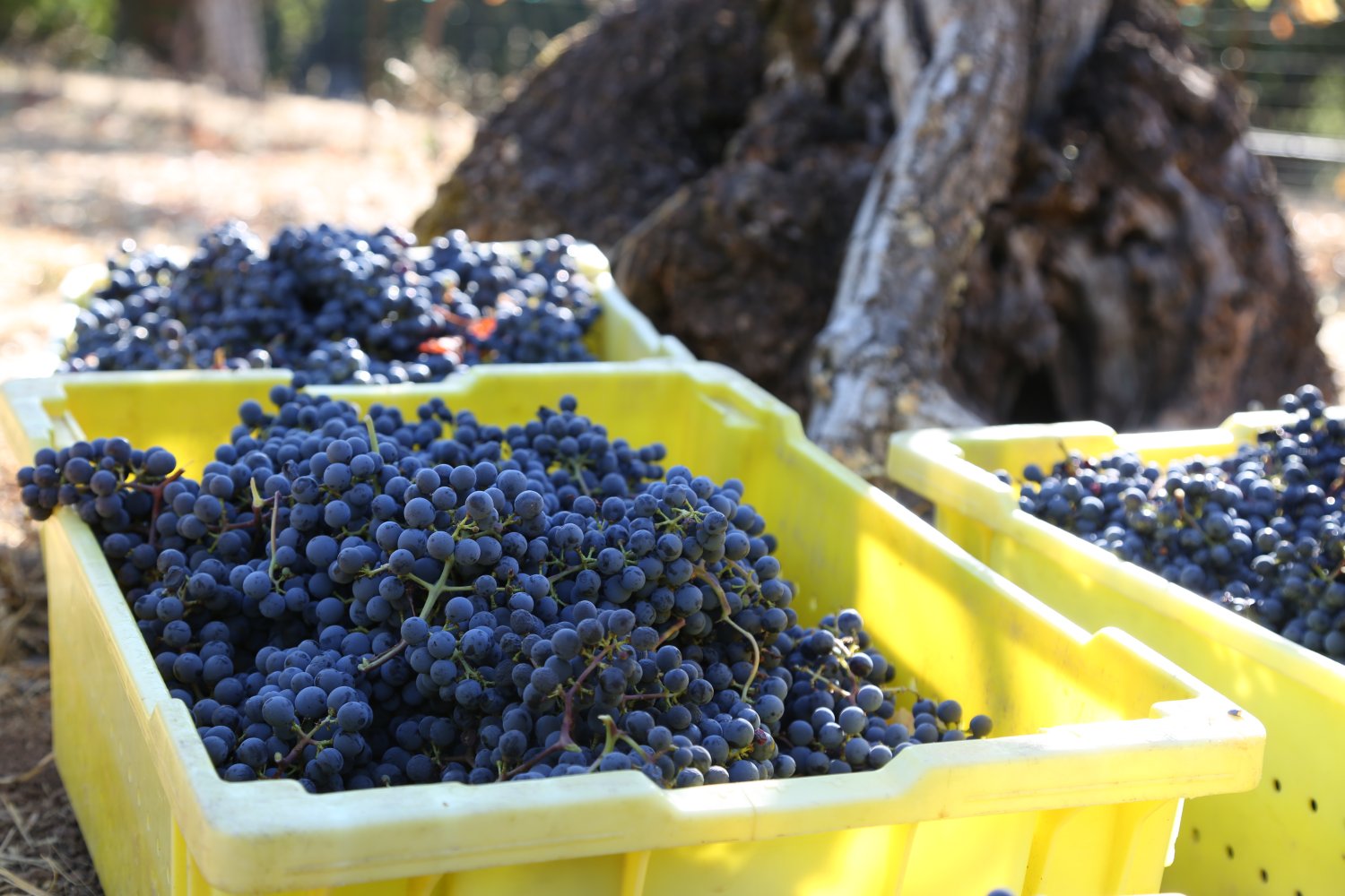 Mira Winery - The Napa Wine Project