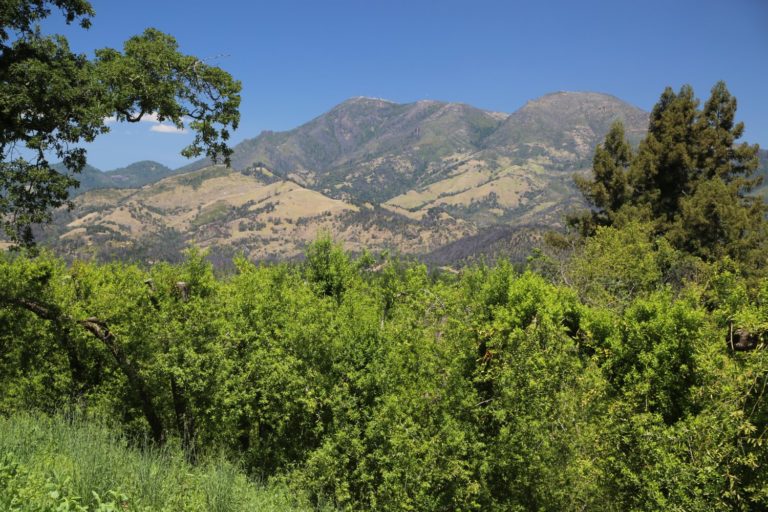 Theorem Vineyards - The Napa Wine Project