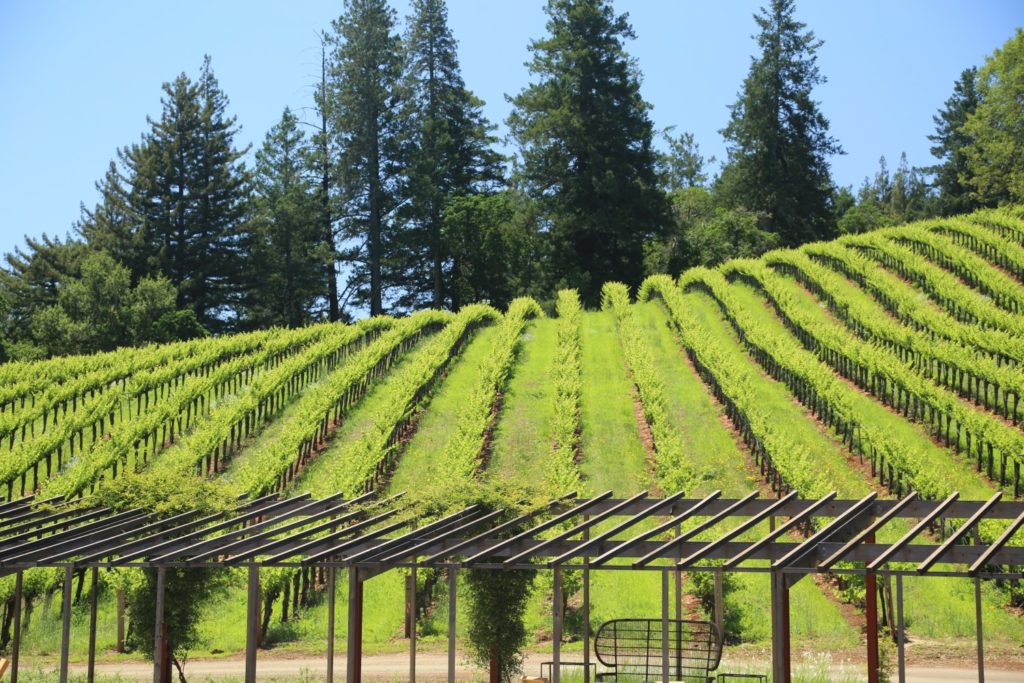 Theorem Vineyards - The Napa Wine Project