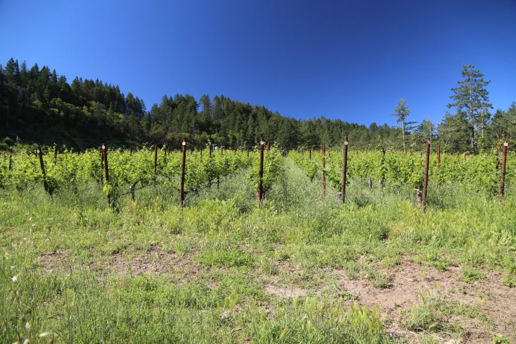 Theorem Vineyards - The Napa Wine Project