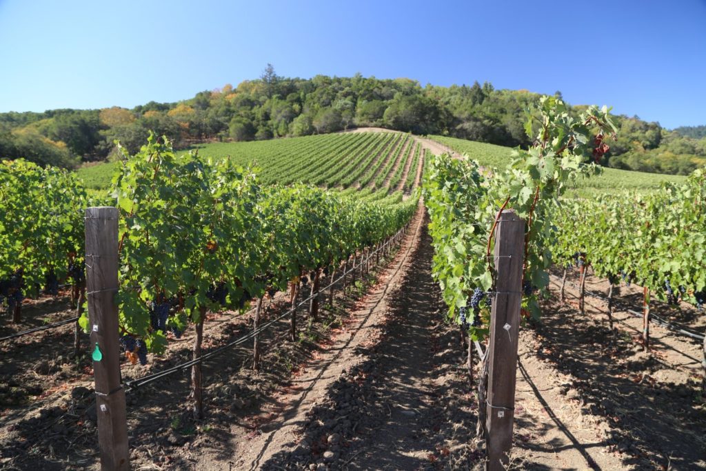 Vine Hill Ranch - The Napa Wine Project