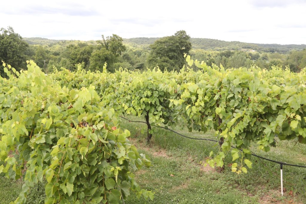 Component Wine Company - The Napa Wine Project