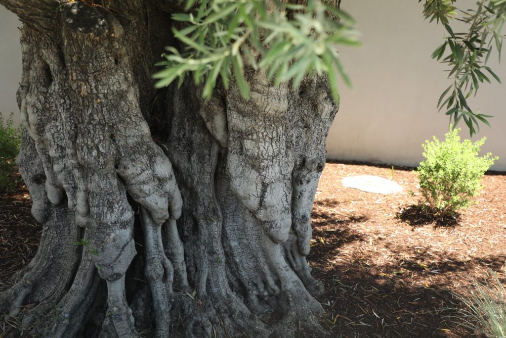 Mathew Bruno Wines - The Napa Wine Project