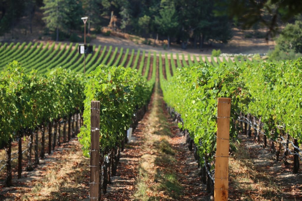 Mondavi Sisters Collection - The Napa Wine Project