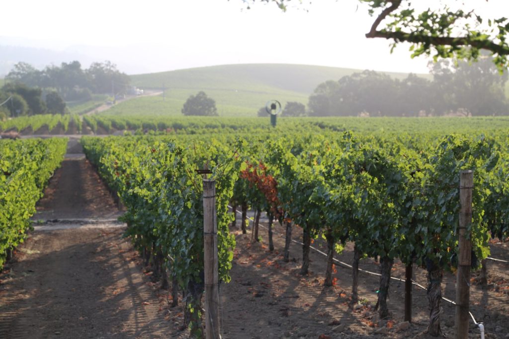 ELLMAN Estate Winery - The Napa Wine Project